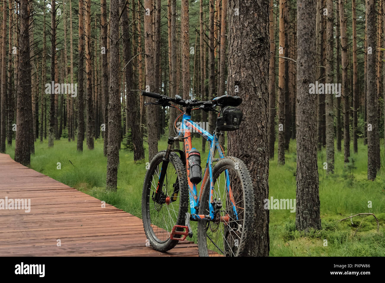 Mtb forest hi-res stock photography and images - Alamy