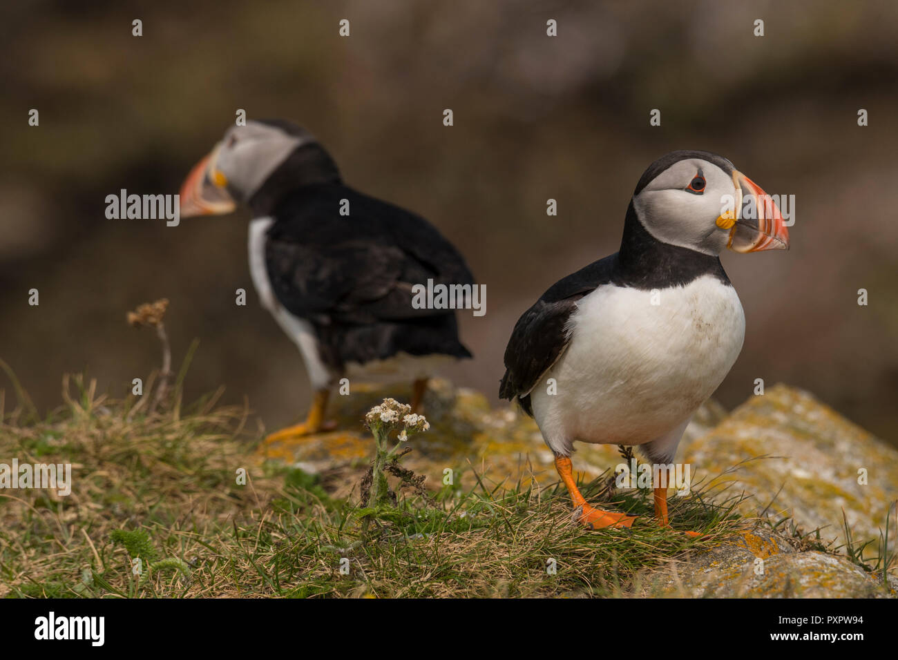 Atlantic Puffin colony at Elliston, Newfoundland, puffins close-up shot ...