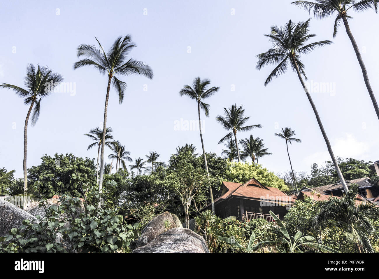 Coral Cove Beach, Koh Samui, Thailand, Asia Stock Photo - Alamy