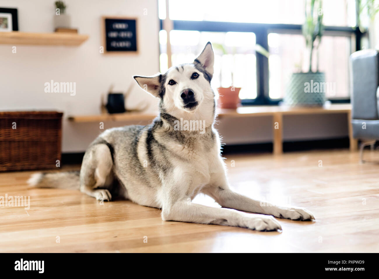 Siberian husky at home lying on the floor. lifestyle with dog Stock ...