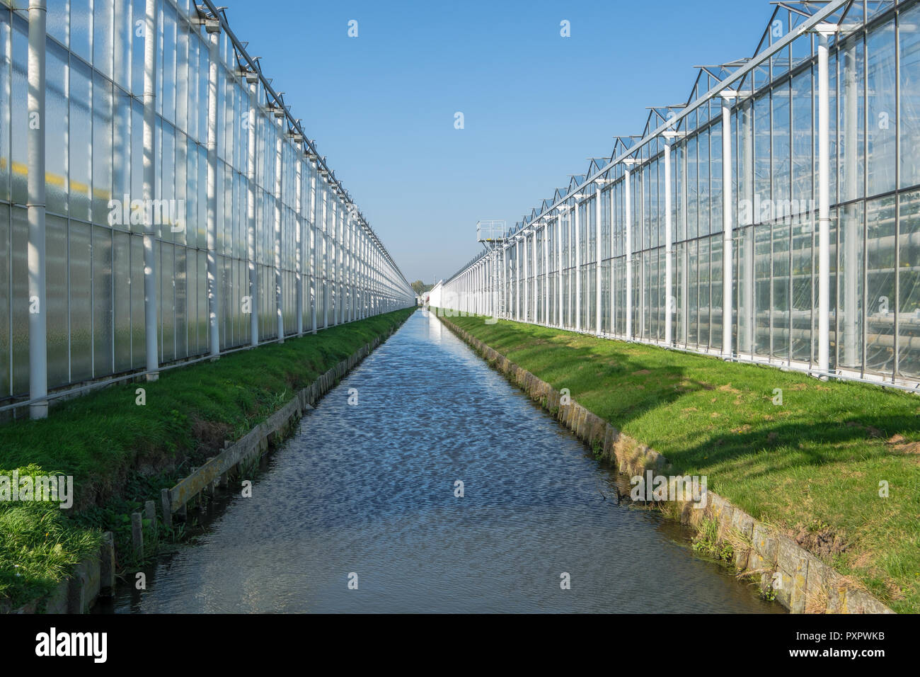 Perspective view of industrial glass greenhouses in the Netehrlands ...