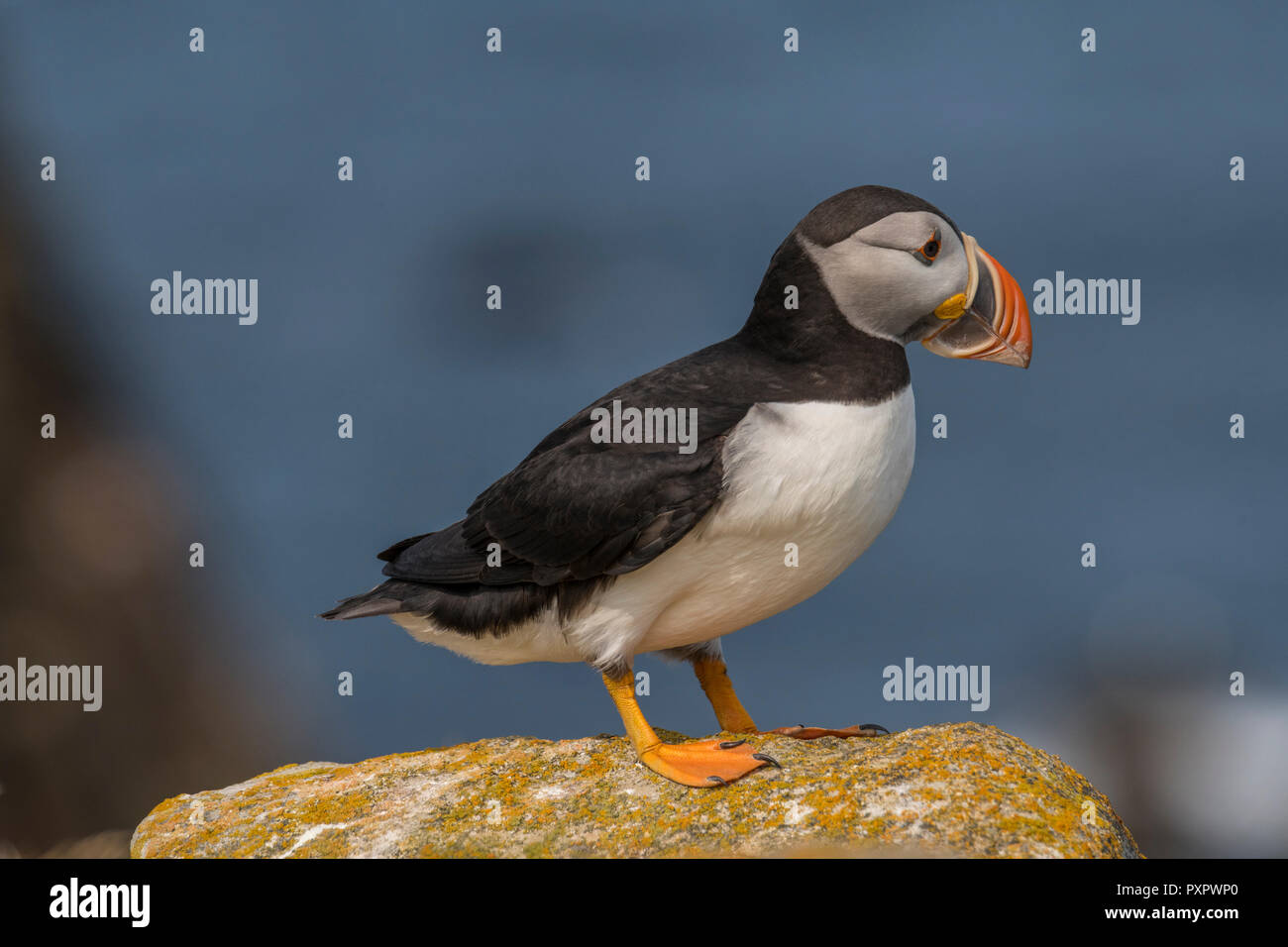 Atlantic Puffin colony at Elliston, Newfoundland, close-up shot of a ...