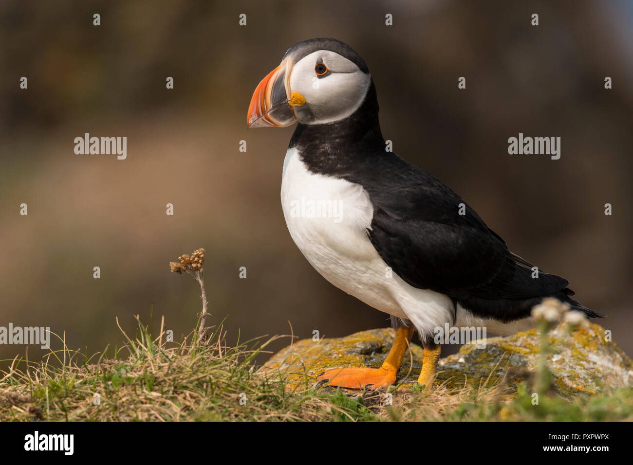 Atlantic Puffin colony at Elliston, Newfoundland, close-up shot of a ...