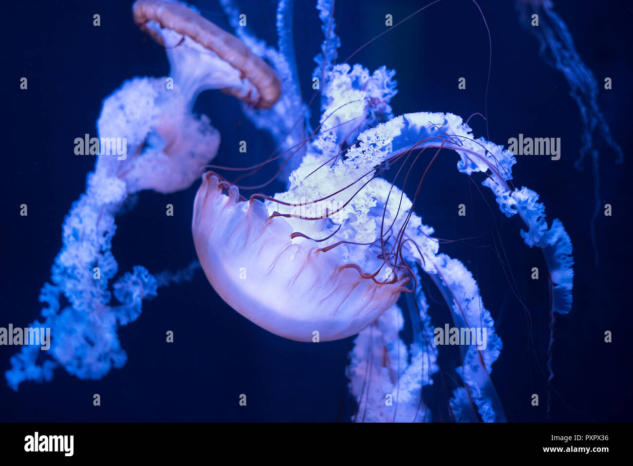 New creatures hi-res stock photography and images - Alamy