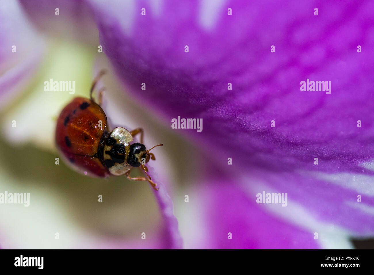 Zoomed in ladybug hi-res stock photography and images - Alamy