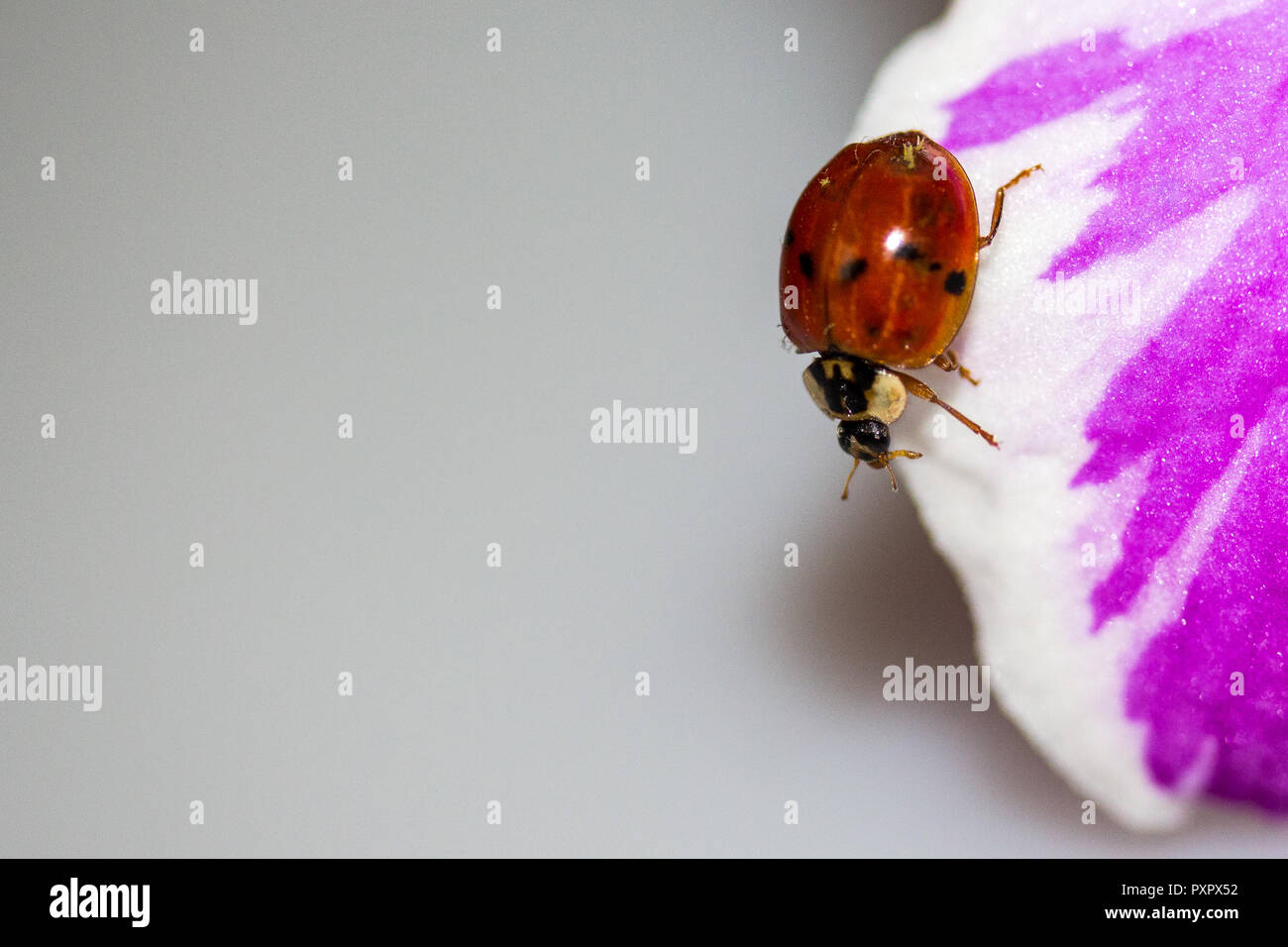 Zoomed in ladybug hi-res stock photography and images - Alamy