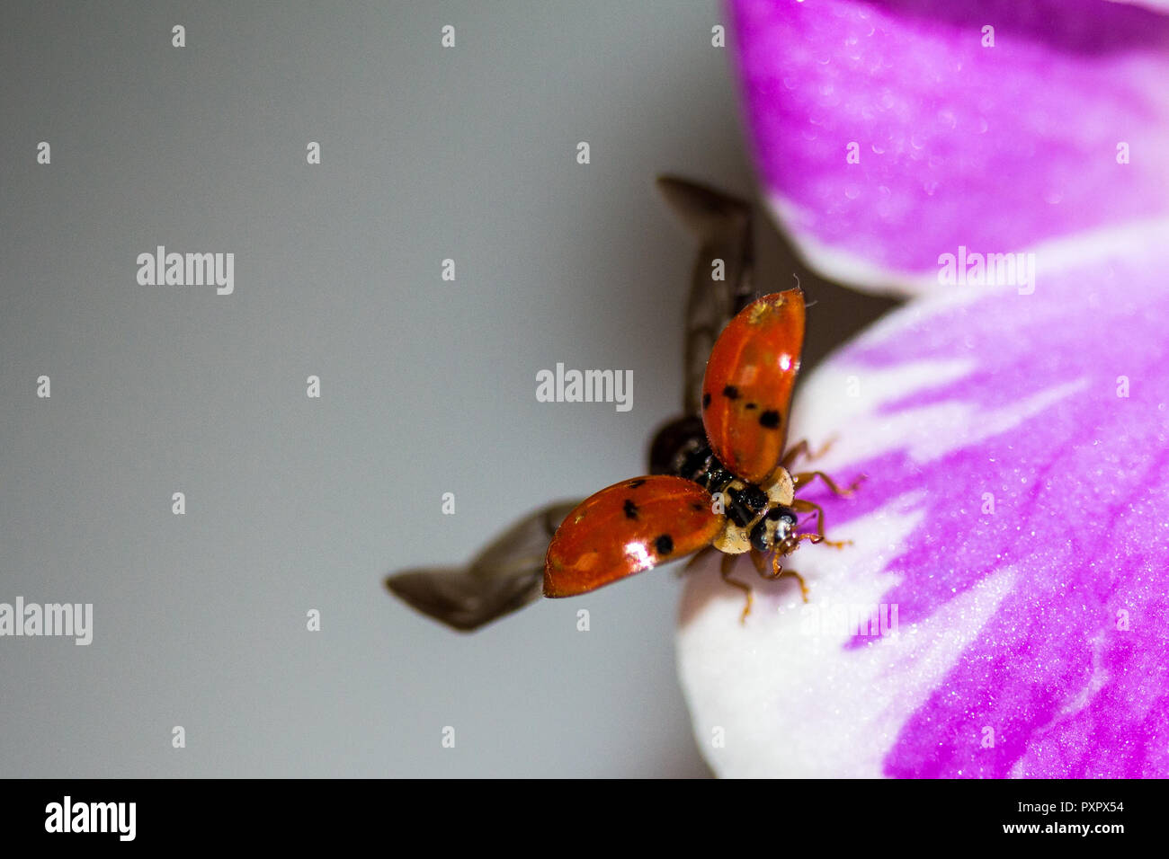 Zoomed in ladybug hi-res stock photography and images - Alamy