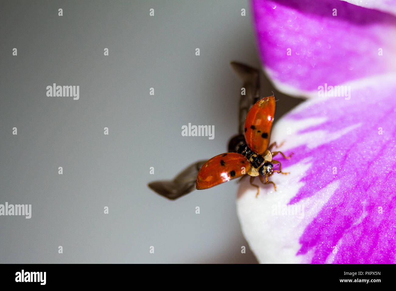 Zoomed in ladybug hi-res stock photography and images - Alamy