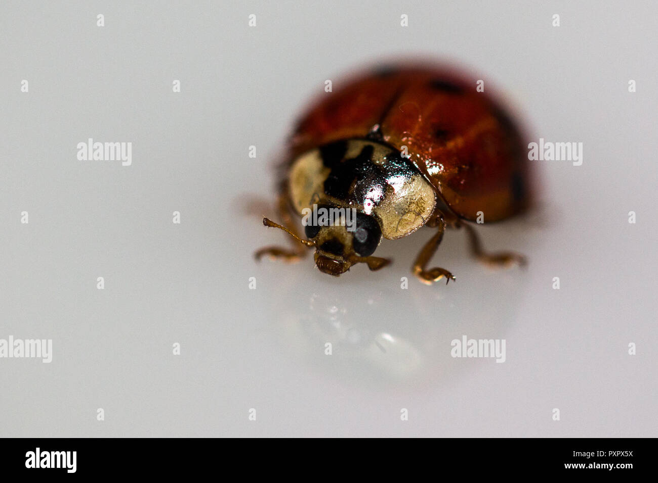 Zoomed in ladybug hi-res stock photography and images - Alamy