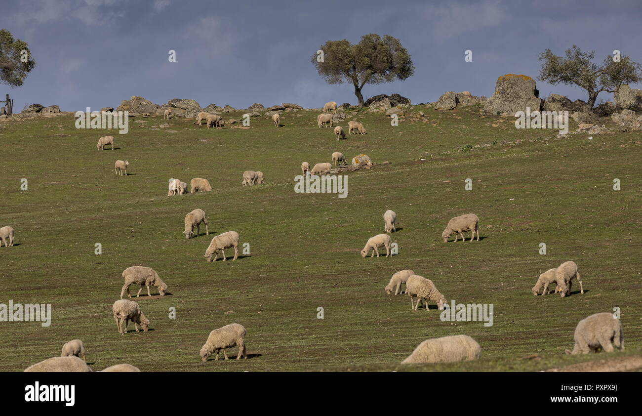 Olive tree sheep hi-res stock photography and images - Alamy