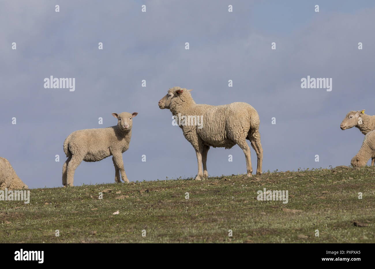 Portuguese sheep hi-res stock photography and images - Alamy