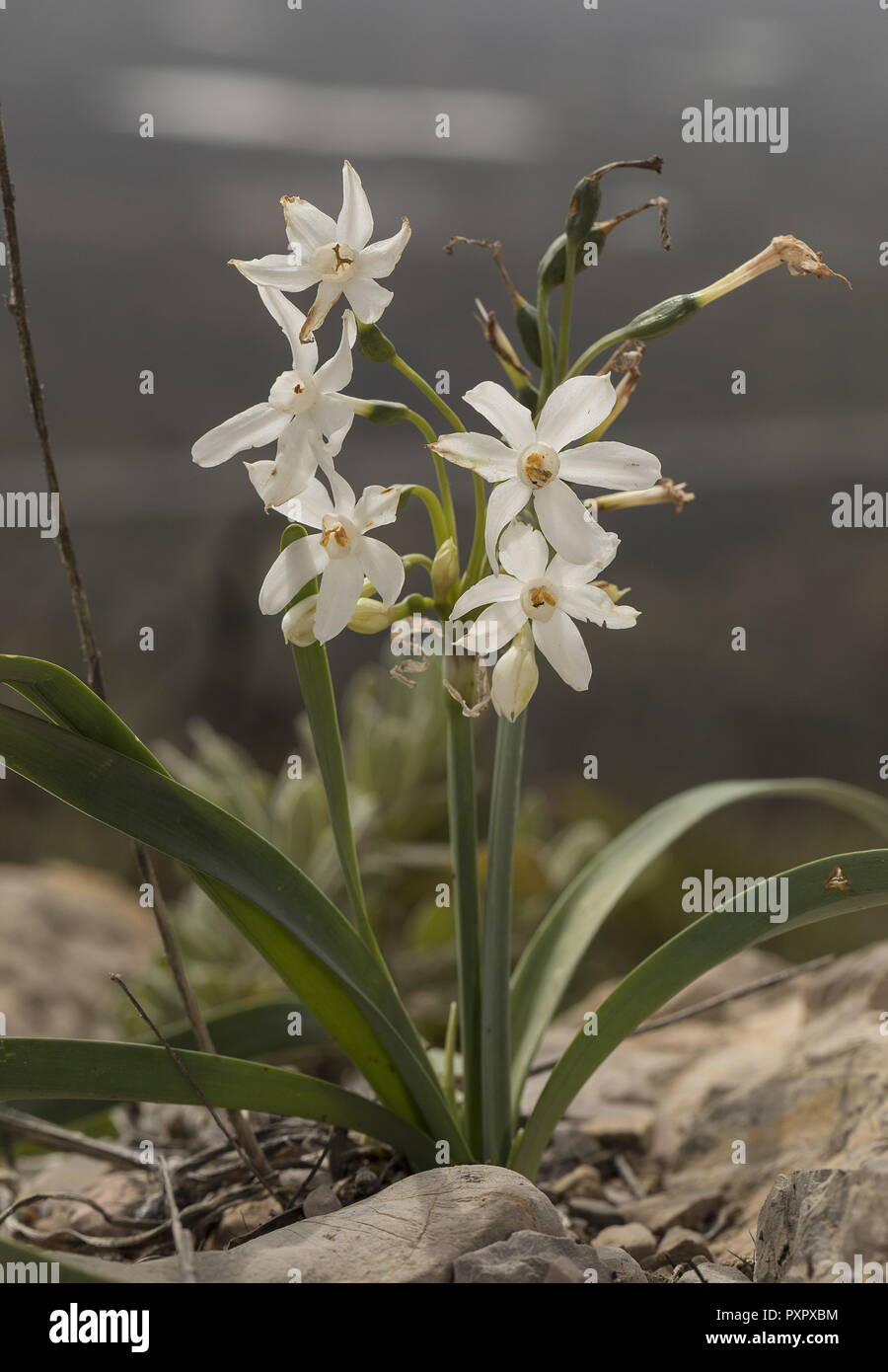 Paper-white Narcissus, Narcissus papyracea, in flower in spring, south ...