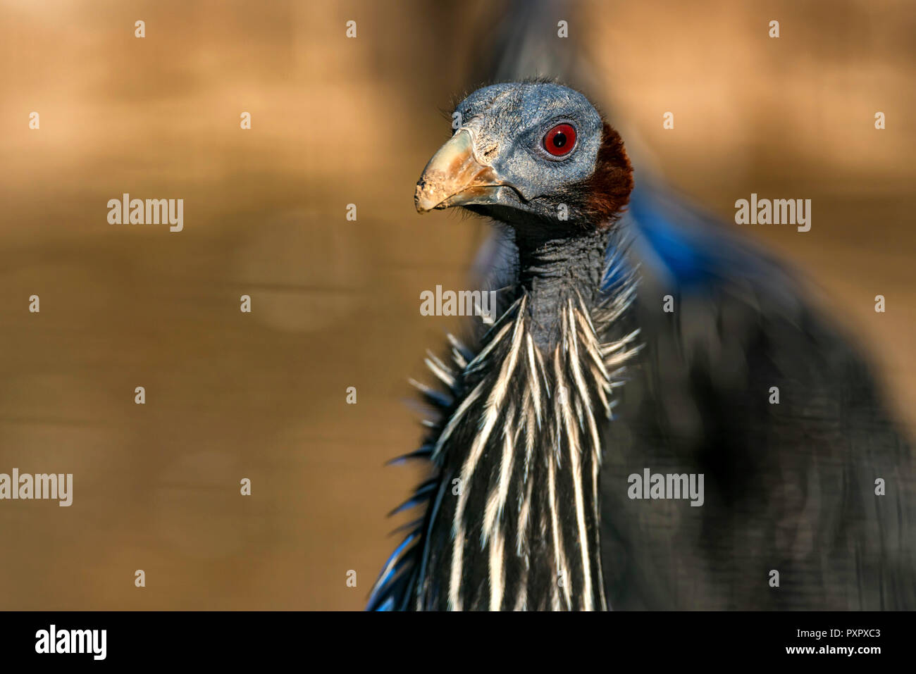Vulturine Guinea Fowl High Resolution Stock Photography and Images - Alamy
