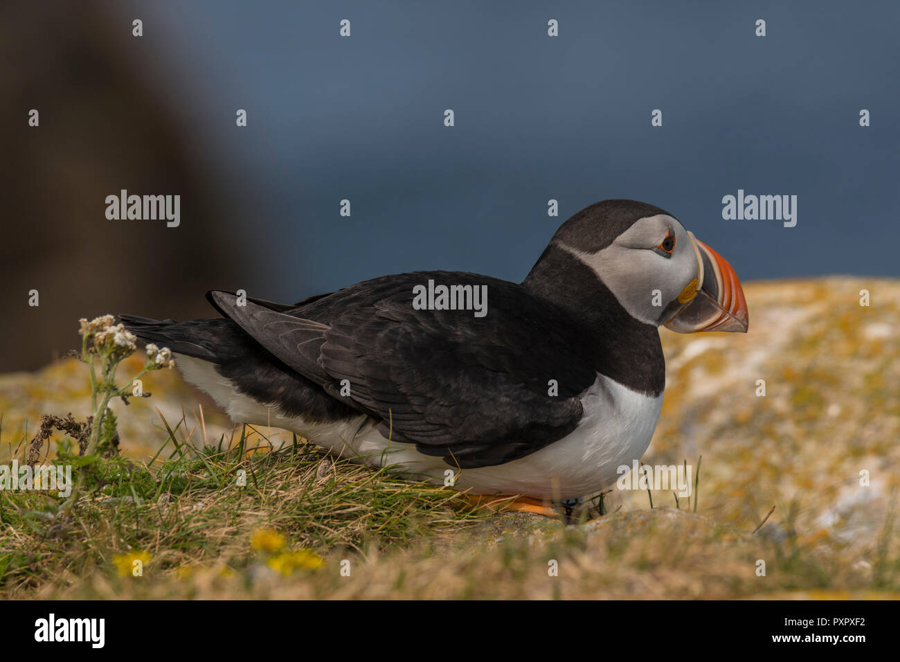 Atlantic Puffin colony at Elliston, Newfoundland, close-up shot of a ...