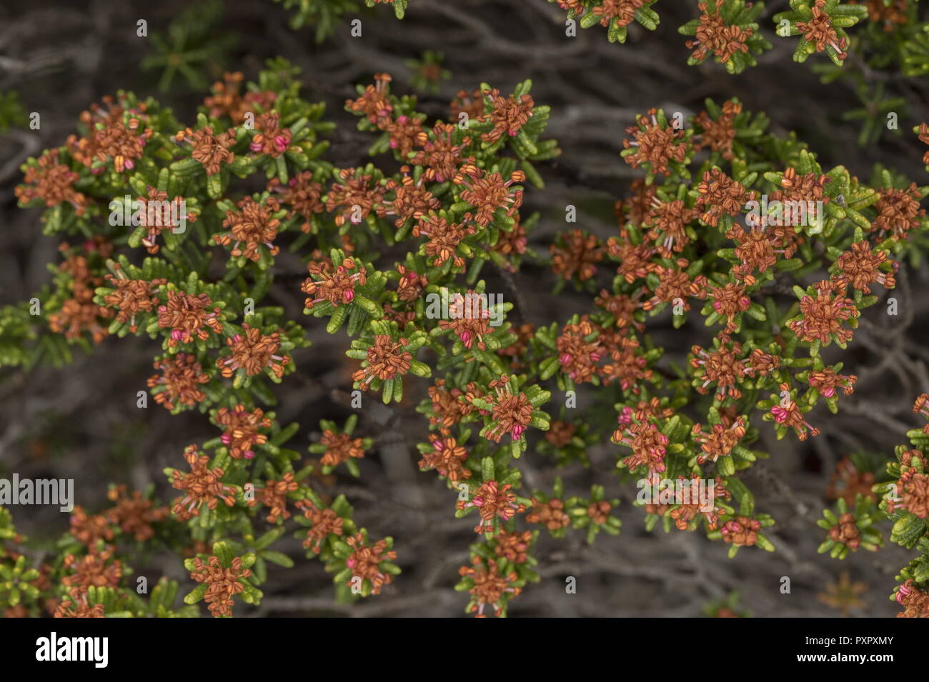 Portuguese flowers hi-res stock photography and images - Alamy