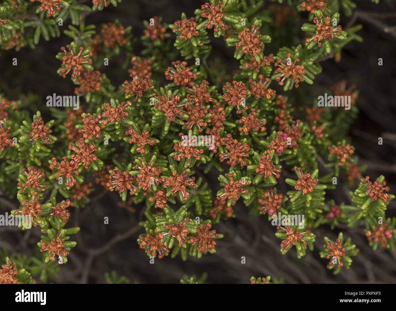 Portuguese flowers hi-res stock photography and images - Alamy