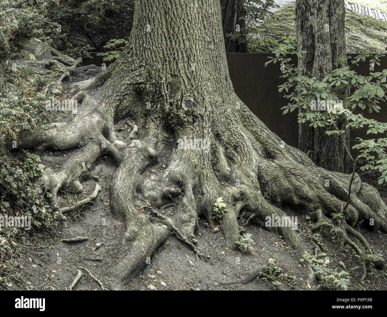 Roots and trunk of a maple tree Stock Photo - Alamy