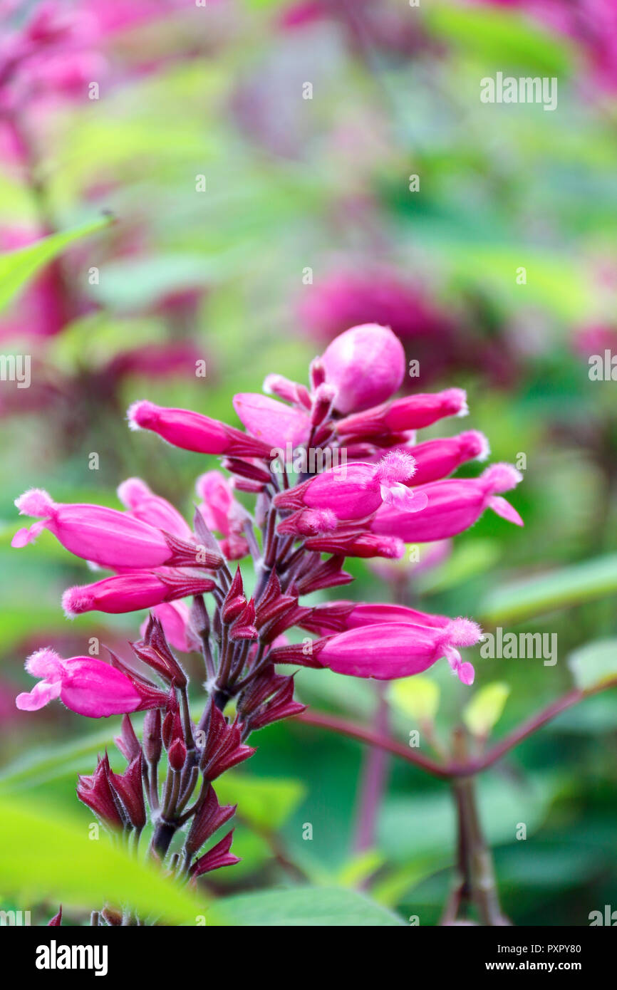 Close up of pink flowers of Salvia Involucrata Boutin (Roseleaf Sage ...