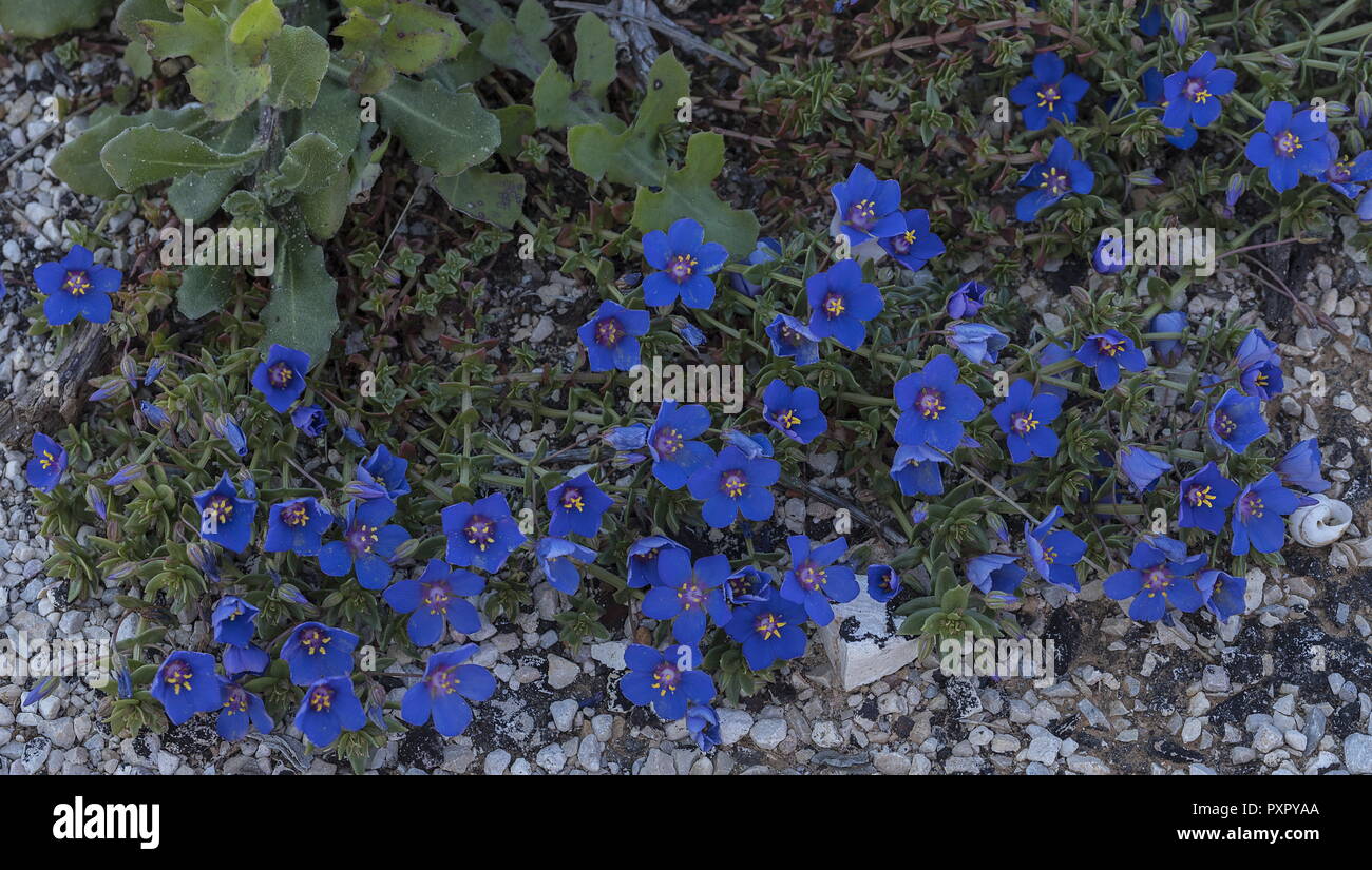 Blue pimpernel hi-res stock photography and images - Alamy