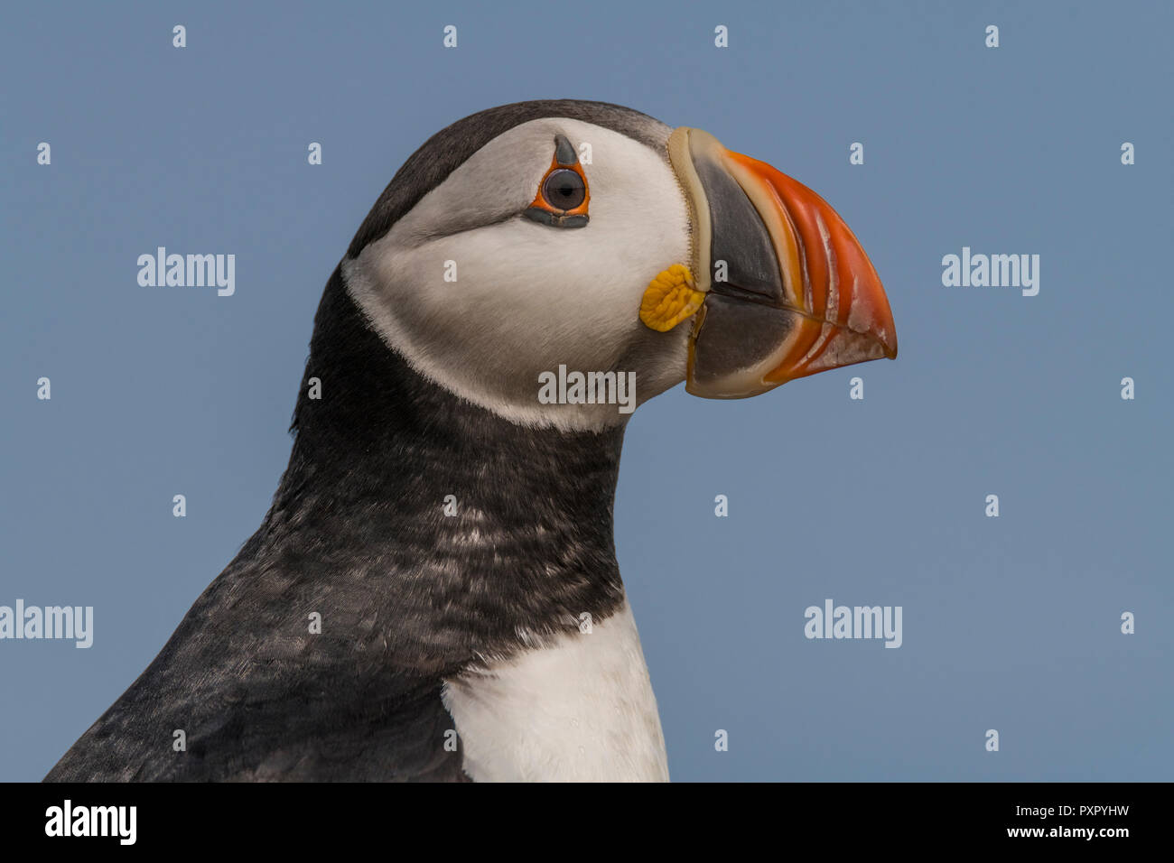 Atlantic Puffin colony at Elliston, Newfoundland, closeup of puffin ...