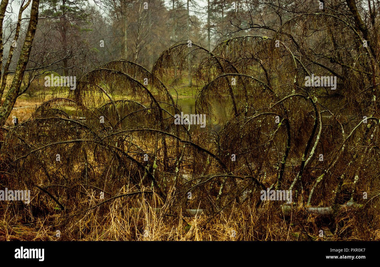 Bent over tree hi-res stock photography and images - Alamy