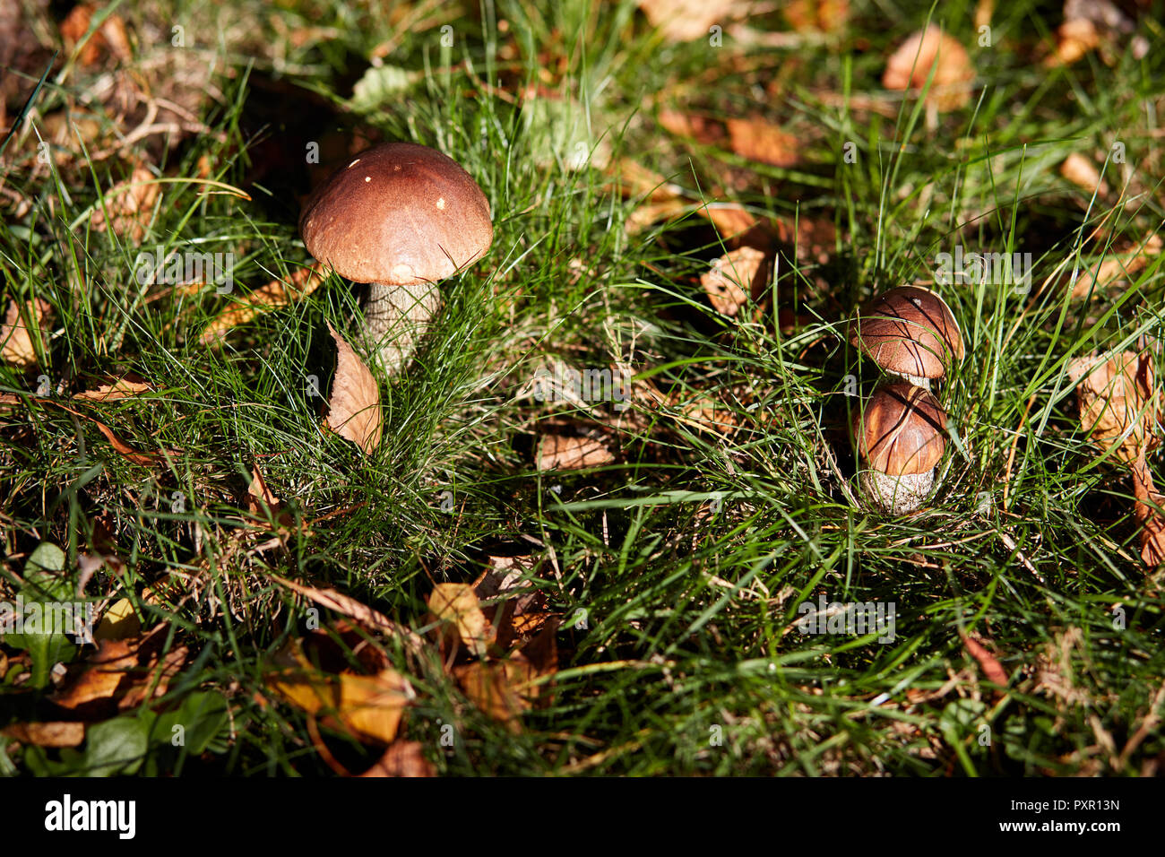 Edible brown mushrooms grow in the woods- Leccinum scabrum Stock Photo ...