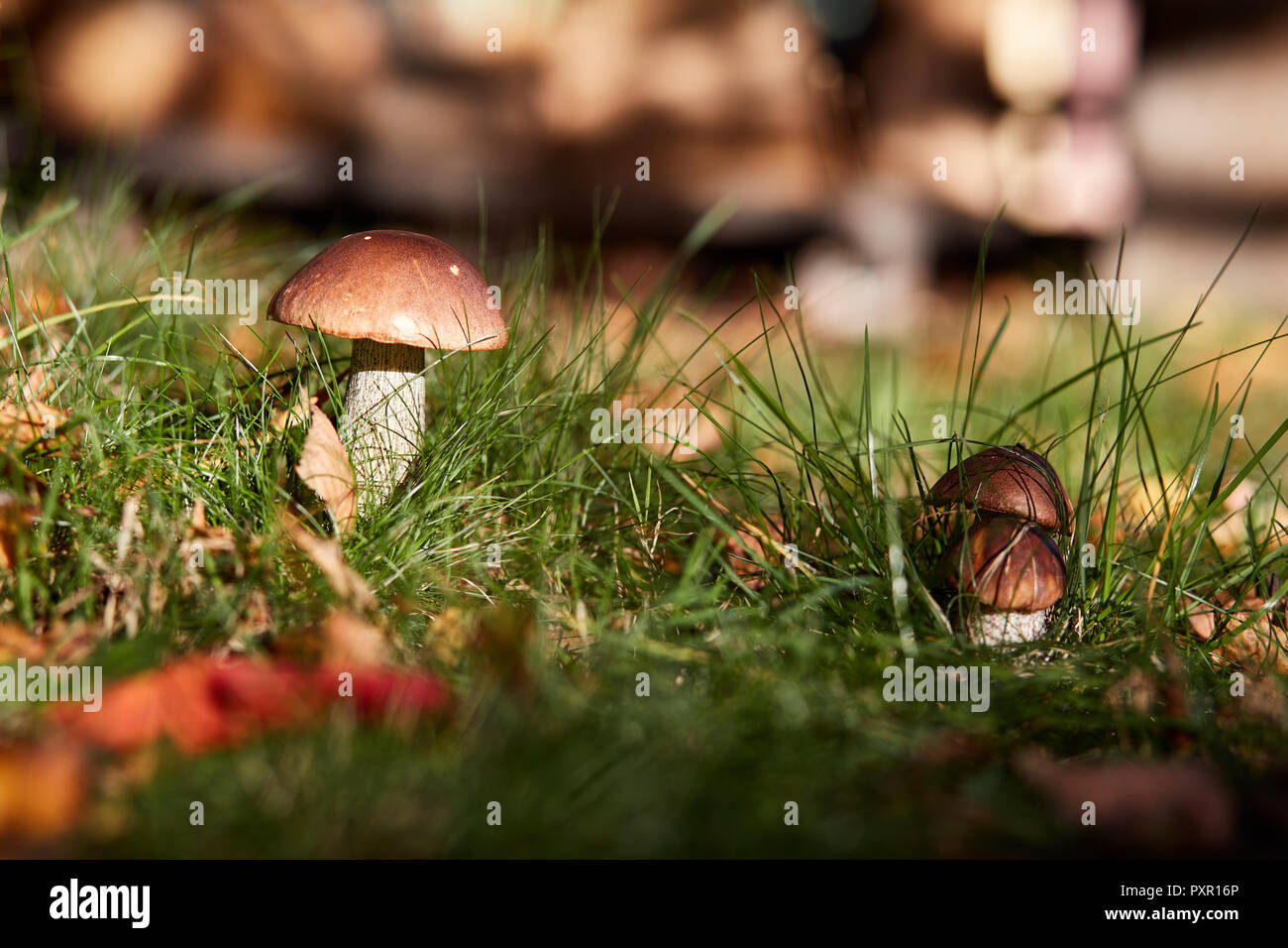Edible brown mushrooms grow in the woods- Leccinum scabrum Stock Photo ...