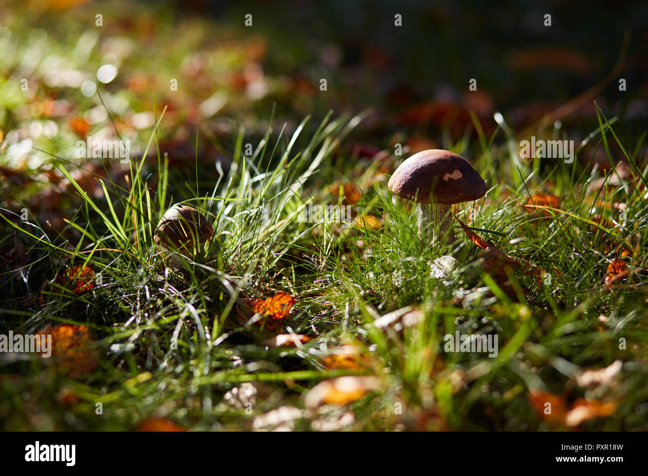 Edible brown mushrooms grow in the woods- Leccinum scabrum Stock Photo ...
