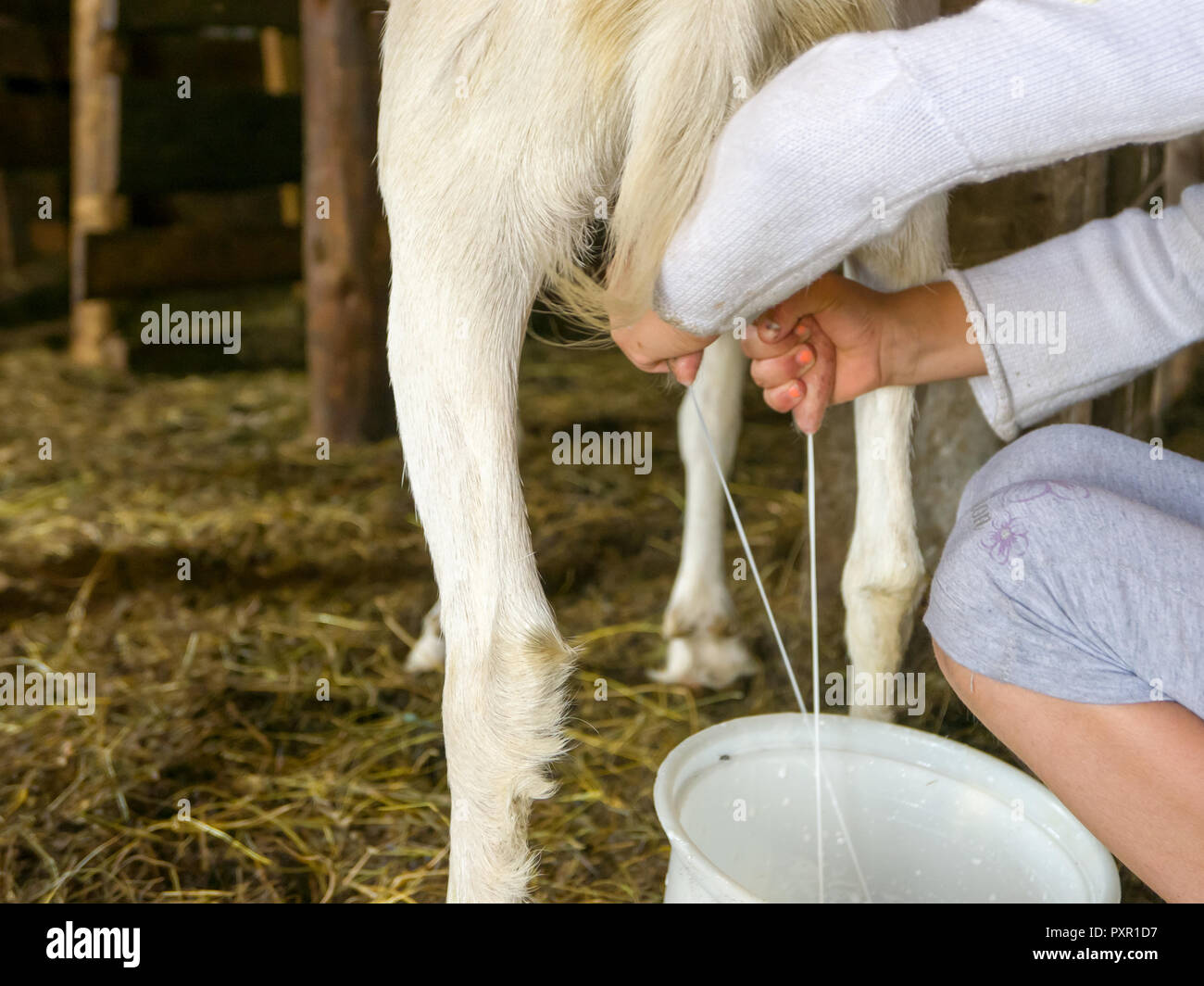 Milking girl hi-res stock photography and images - Alamy