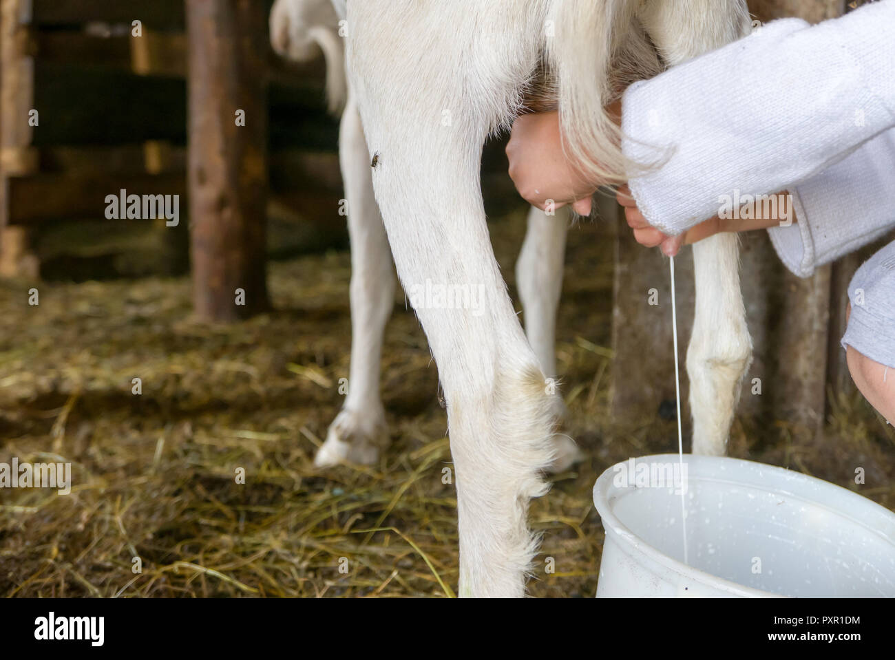 Milking goat, fresh milk Stock Photo - Alamy