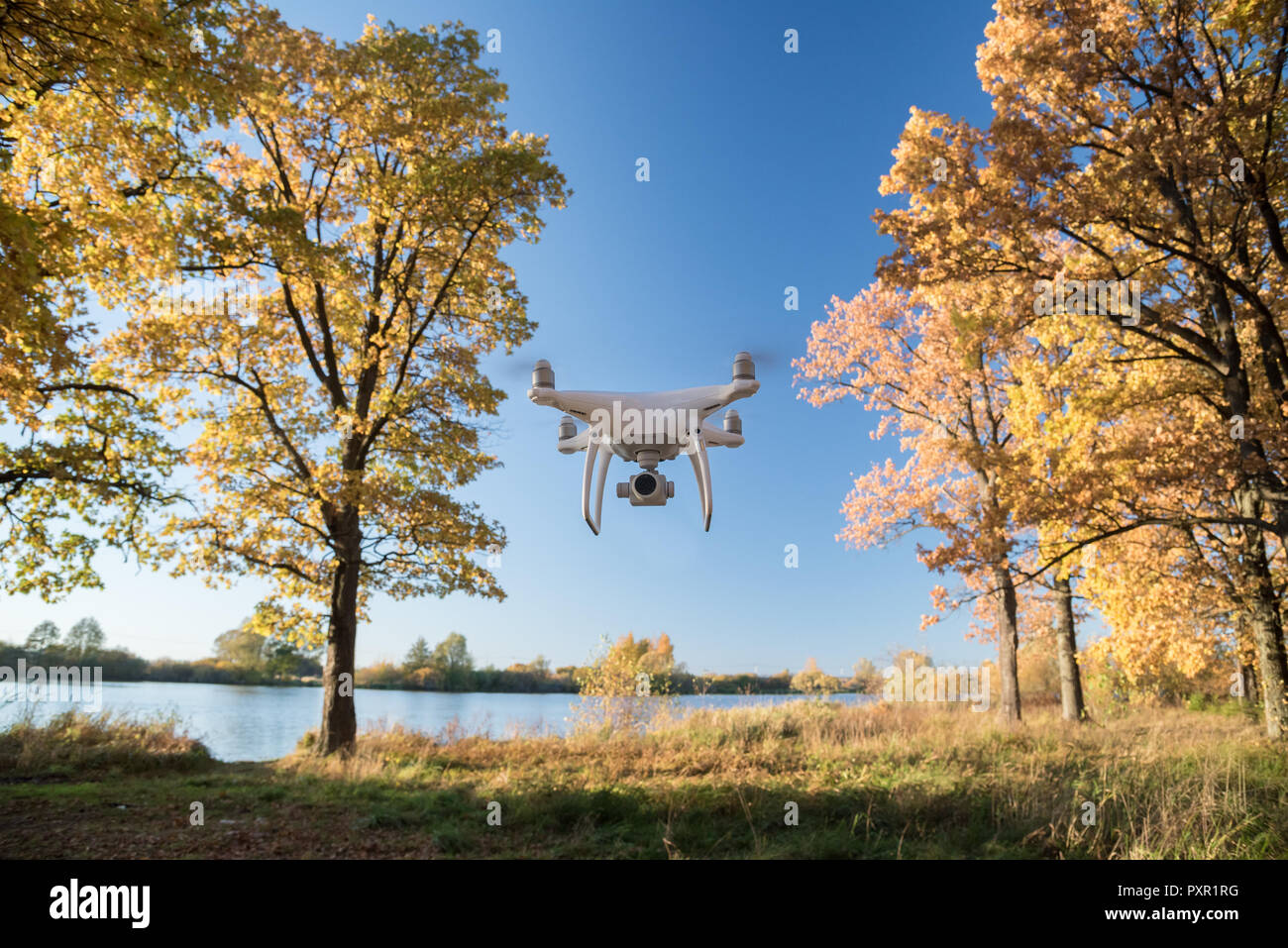 Demonstration flight drone DJI Phantom 4 Pro in the autumn forest ...