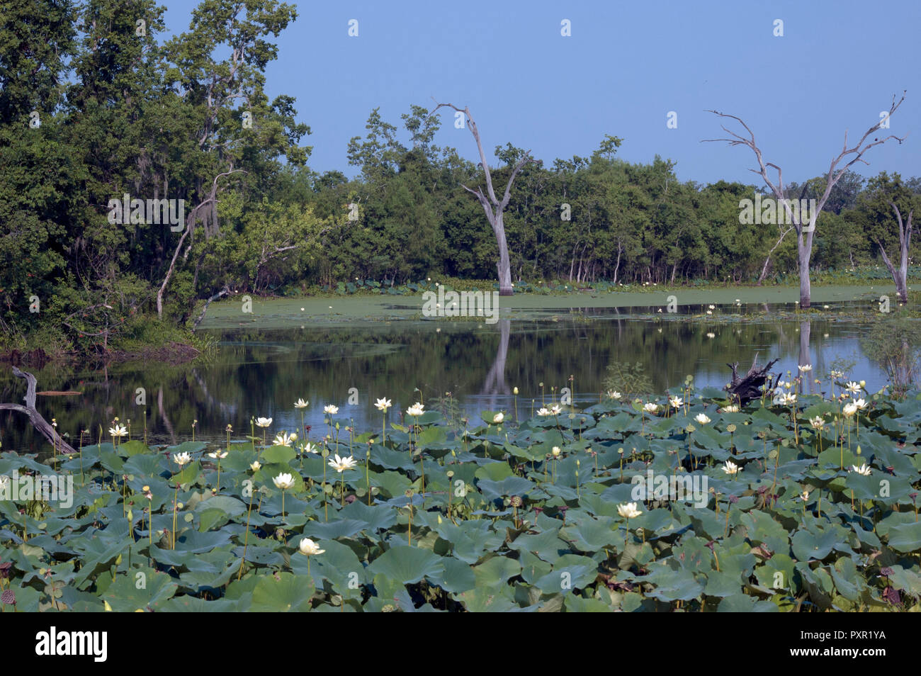 Landscape of lilies blooming in swamp Stock Photo - Alamy