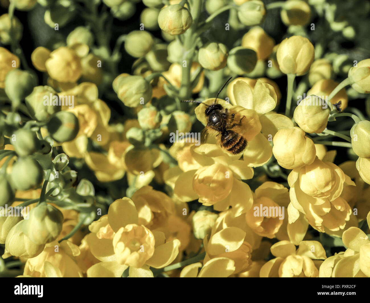 Blooming ilex aquifolium hi-res stock photography and images - Alamy