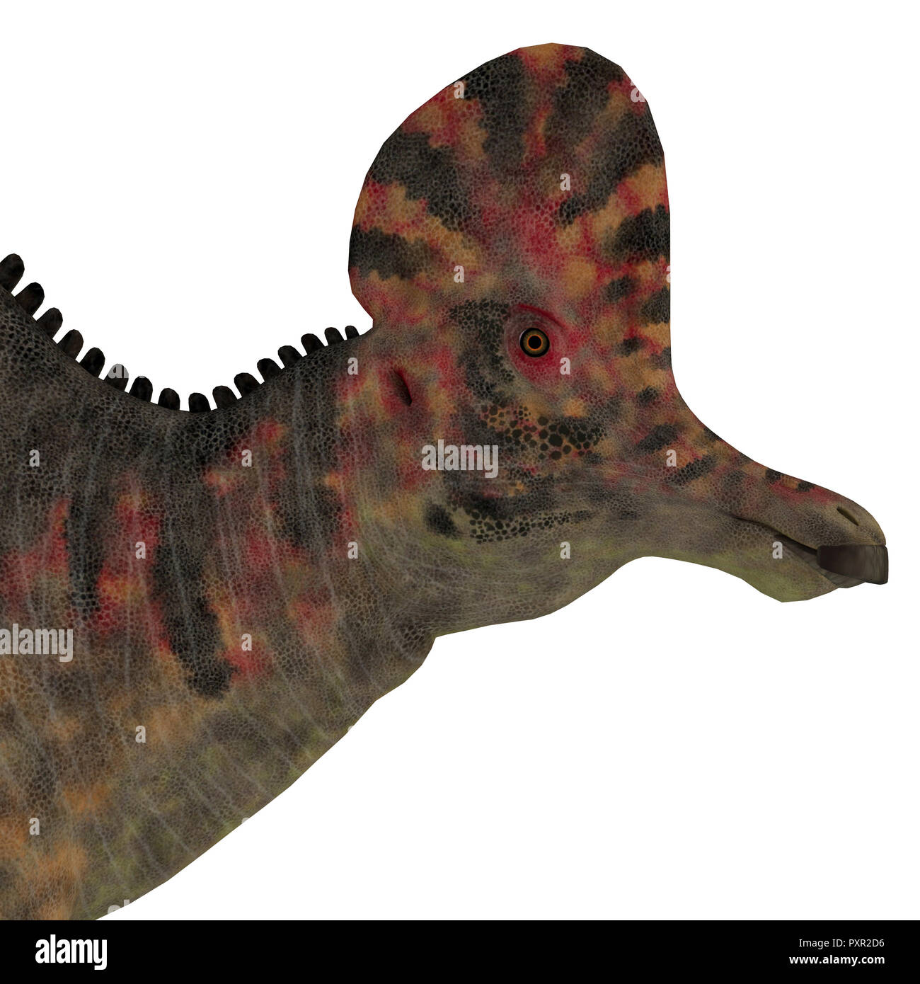 Corythosaurus casuarius hi-res stock photography and images - Alamy