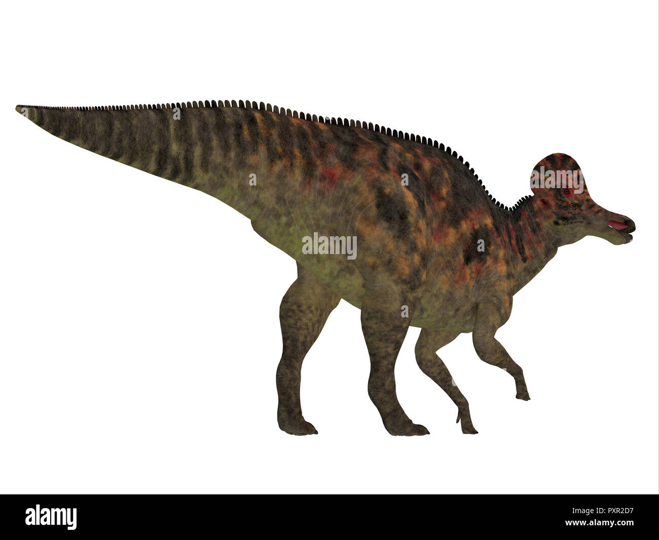 Corythosaurus Dinosaur Tail - Corythosaurus was a duck-billed ...