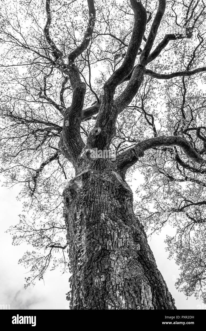 Tree, oak tree in spring Stock Photo - Alamy