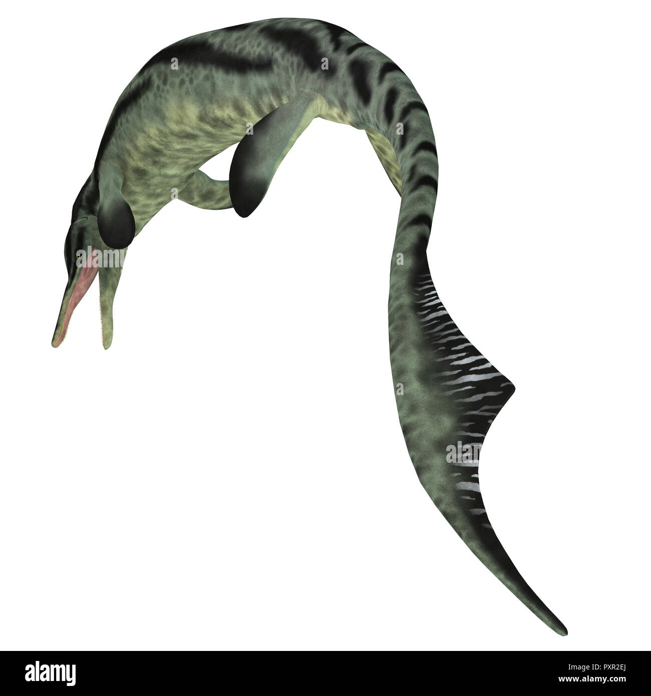 Cymbospondylus was an Ichthyosaur carnivore that lived in the seas of ...
