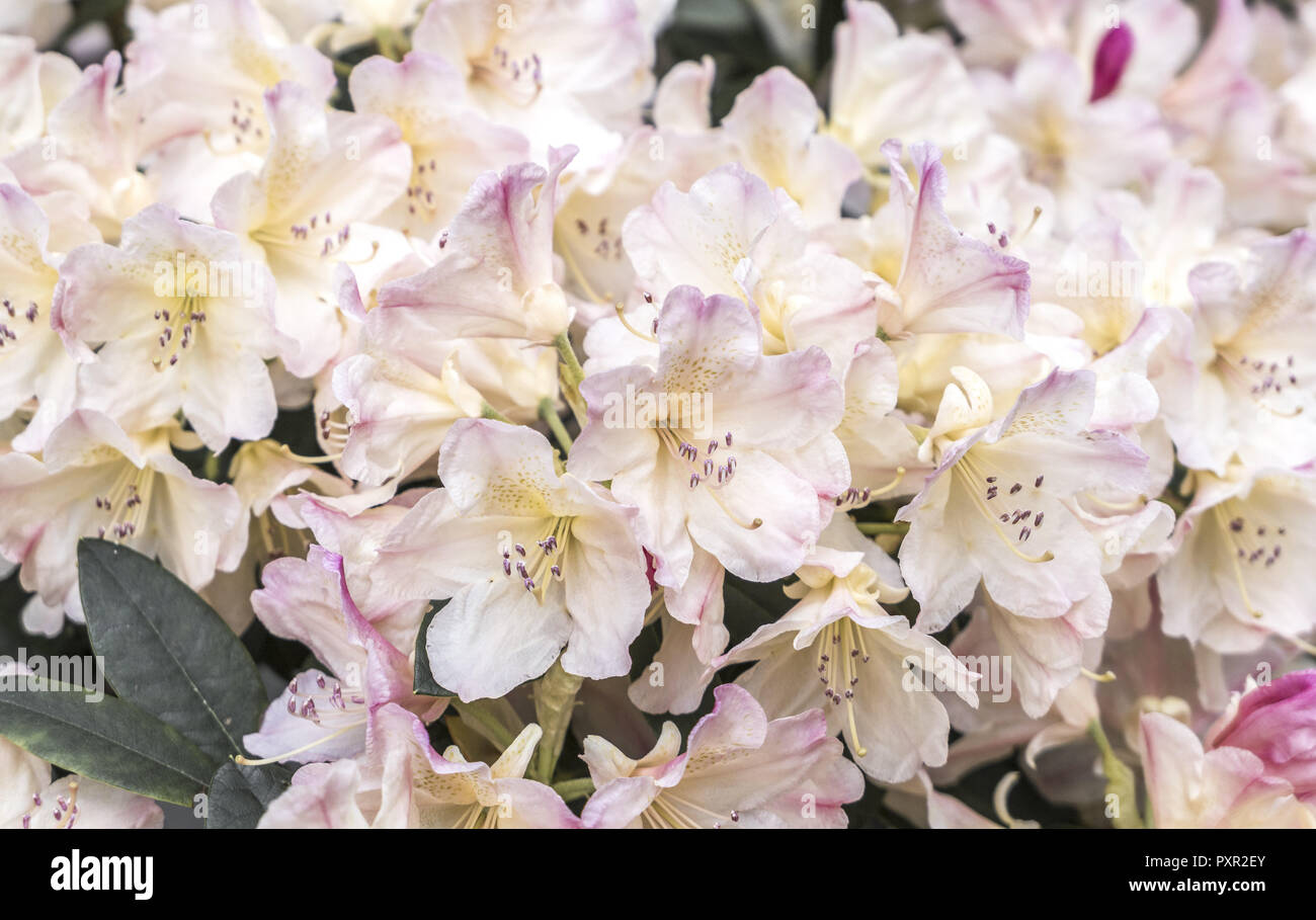 Blooming pink azalea (Rhododendron spp.) Bavaria, Germany, Europe Stock ...