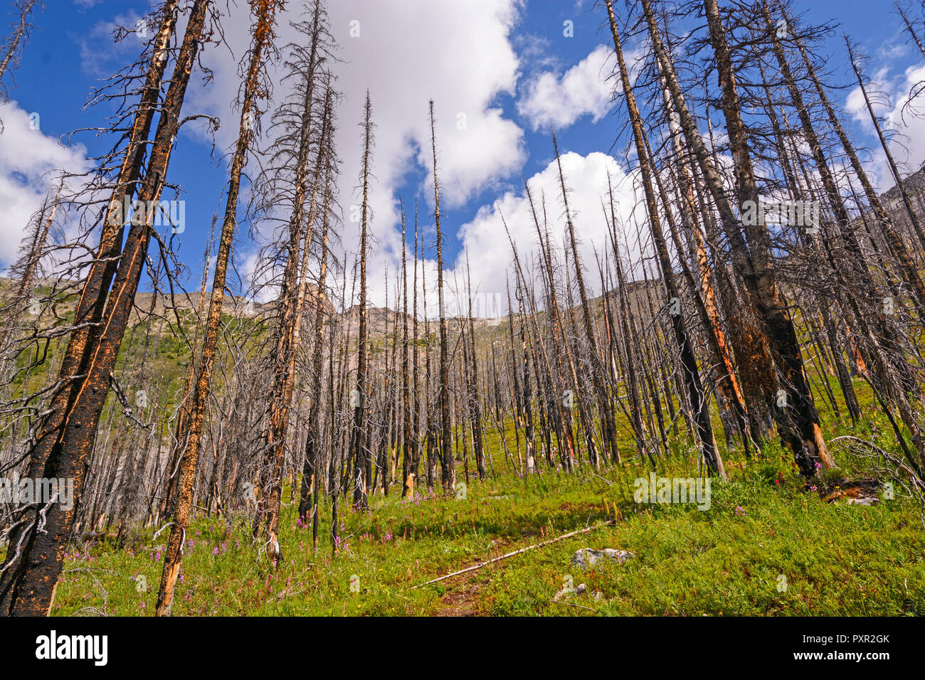 Fire Damage along the Helen lake trail in Banff National Park Stock ...