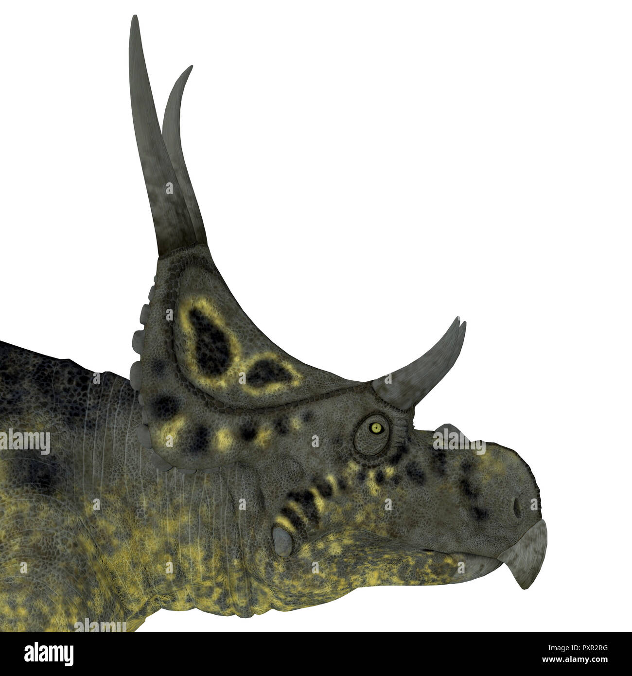 Horned dinosaur hi-res stock photography and images - Alamy