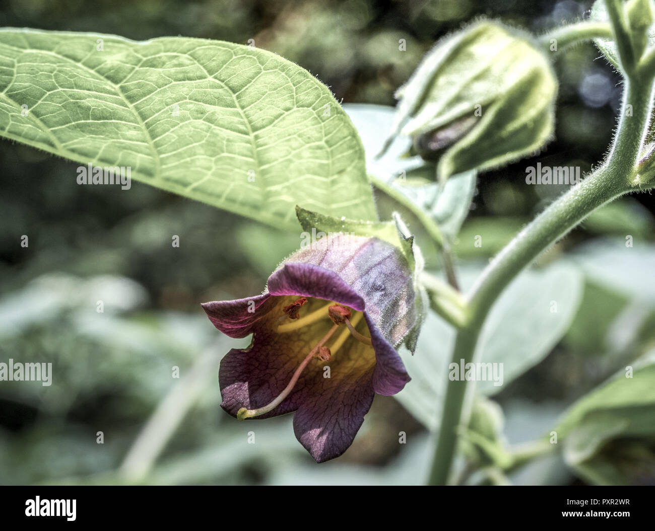 Belladonna or deadly nightshade (Atropa belladonna), Bavaria, Germany ...