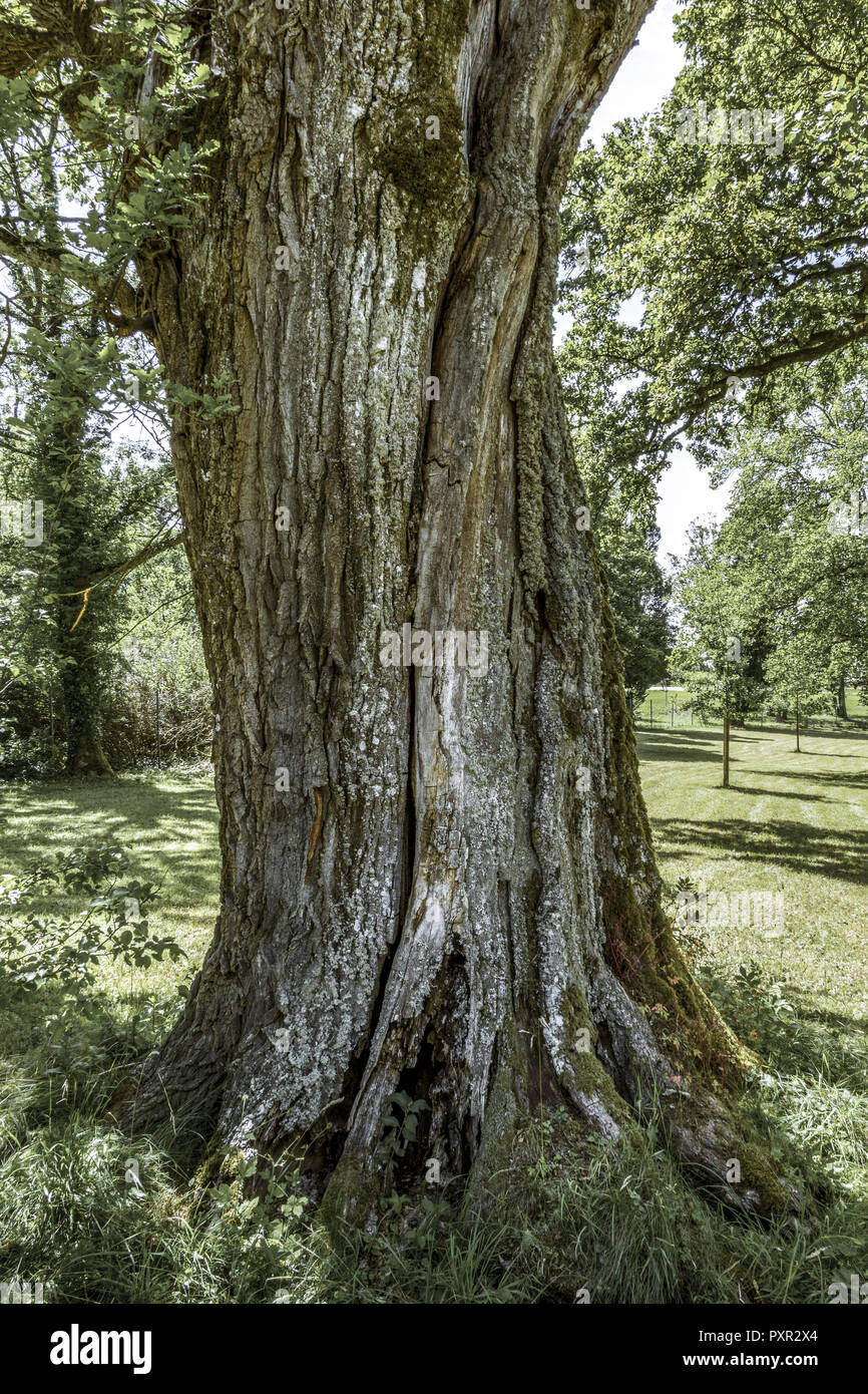 Tree, oak tree in spring, Bavaria, Germany Stock Photo - Alamy
