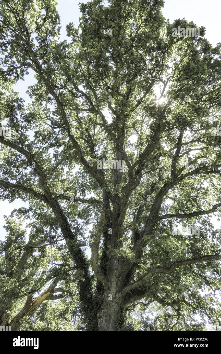 Tree, oak tree in spring, Bavaria, Germany Stock Photo - Alamy