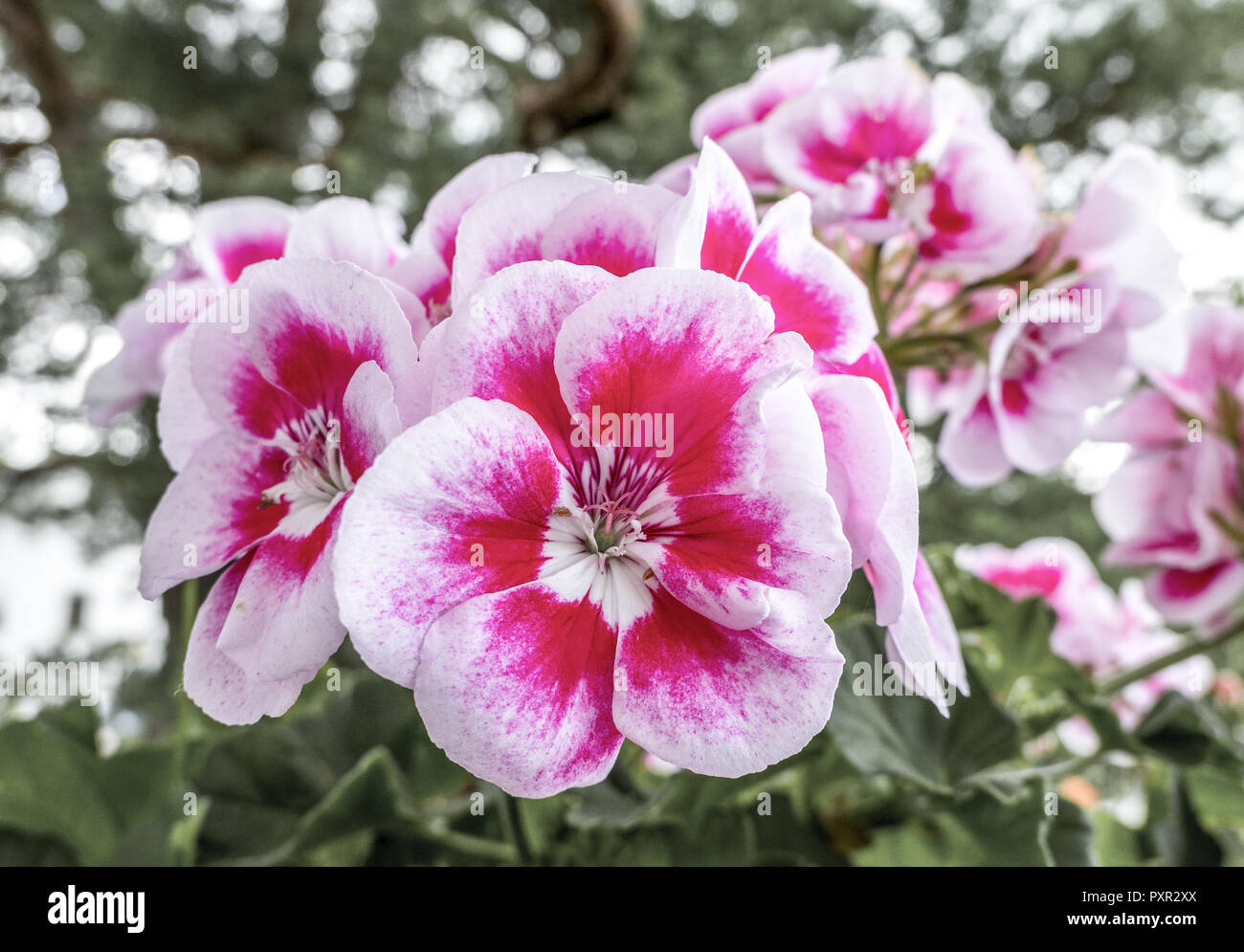 Geraniums balcony germany hi-res stock photography and images - Alamy