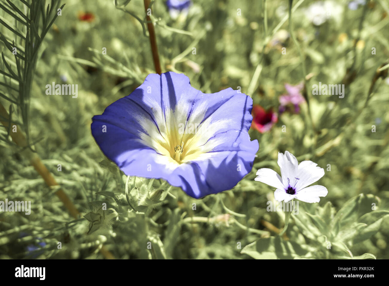 Convolvulus tricolor hi-res stock photography and images - Alamy