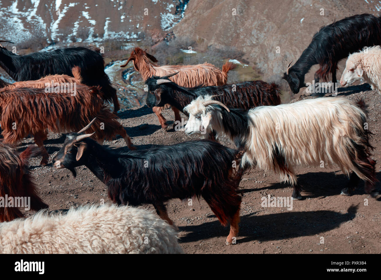 Sheep and goats herd at TIZI N'TICHKA, MOROCCO Stock Photo - Alamy