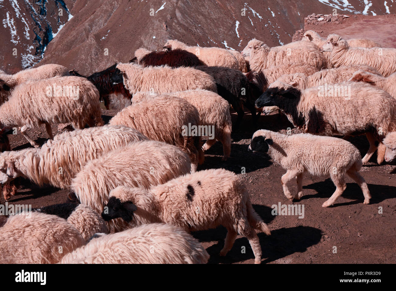 Sheep and goats herd at TIZI N'TICHKA, MOROCCO Stock Photo - Alamy