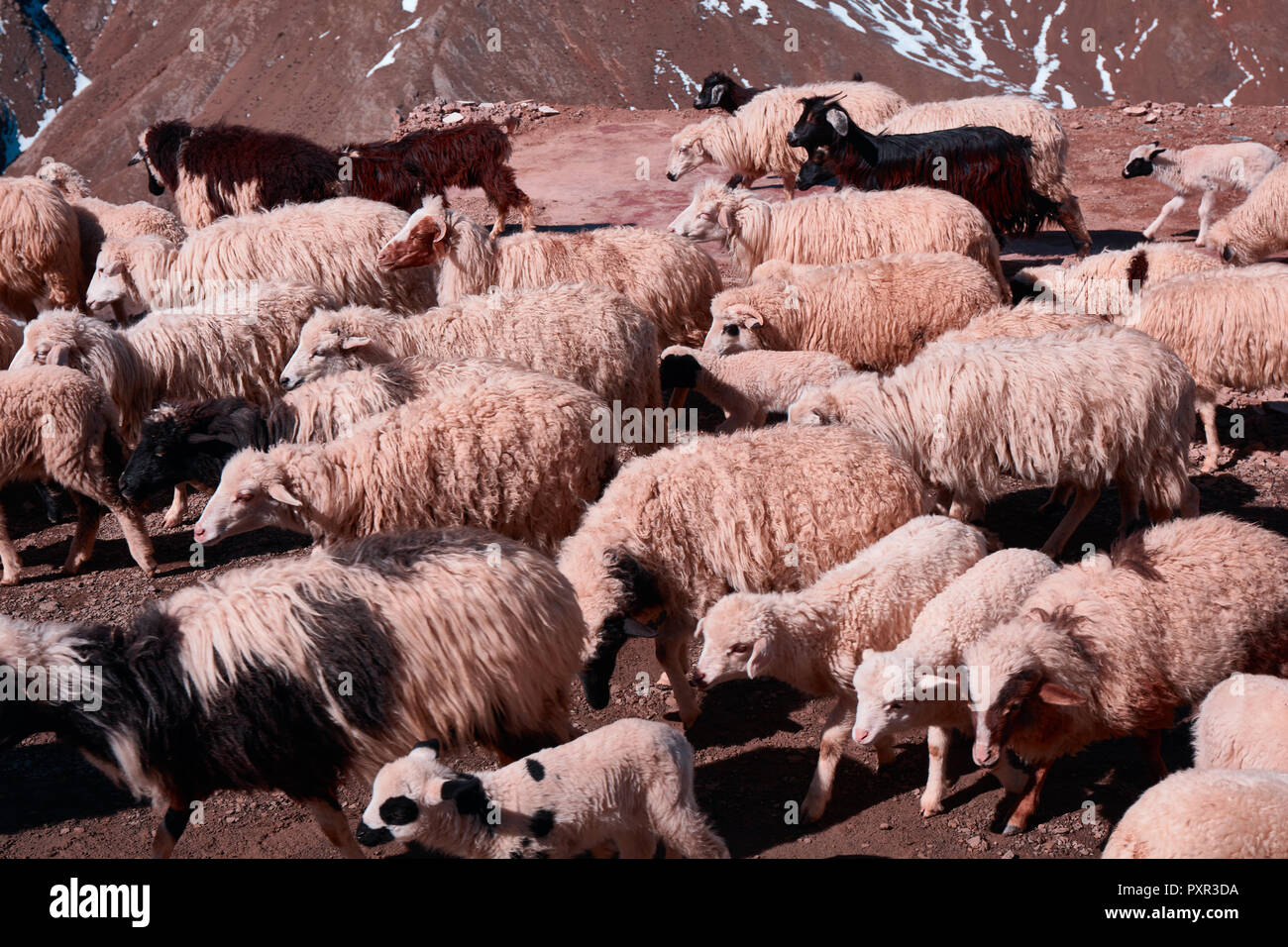 Sheep and goats herd at TIZI N'TICHKA, MOROCCO Stock Photo - Alamy