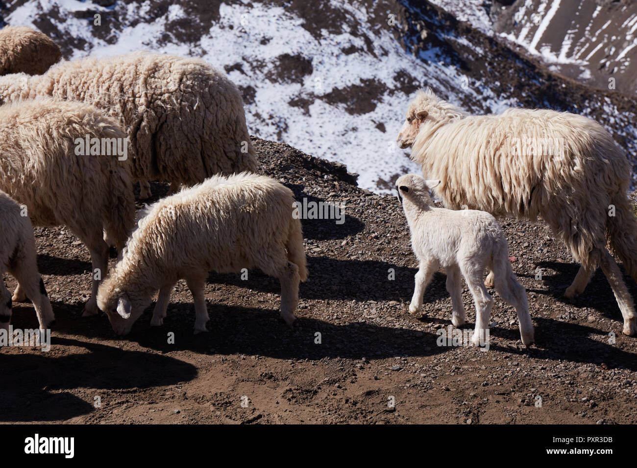Sheep and goats herd at TIZI N'TICHKA, MOROCCO Stock Photo - Alamy