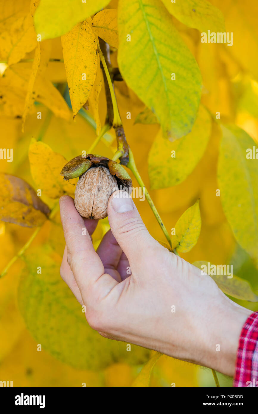 A farmer picking a nut from a tree, hand close up. Harvesting the fall ...